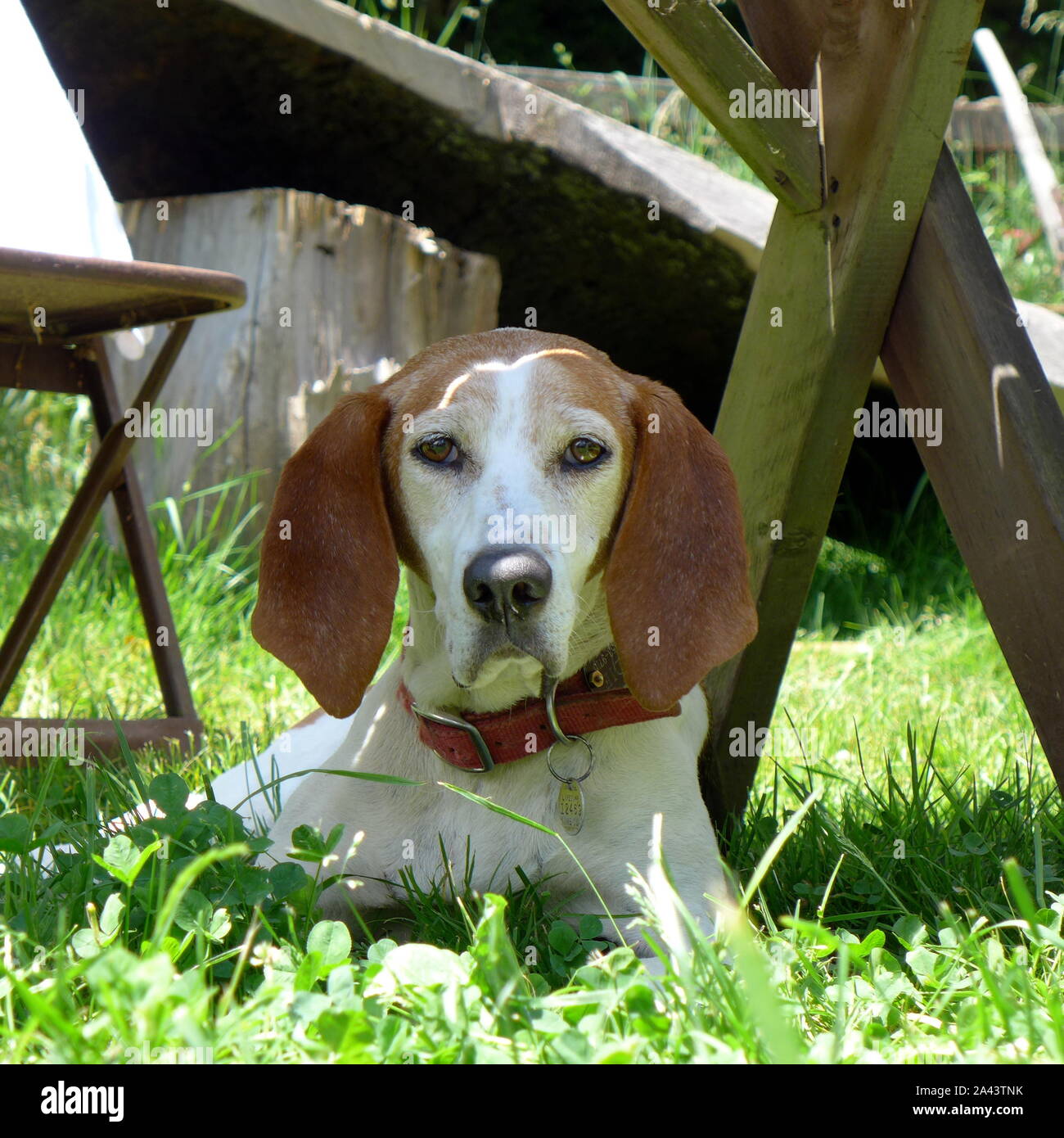 Treeing walker coonhound hi-res stock photography and images - Alamy