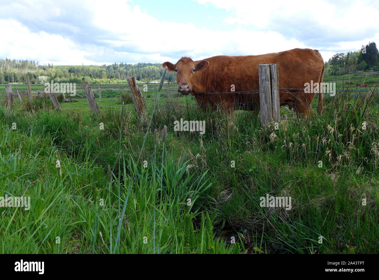 red cow in field Stock Photo - Alamy