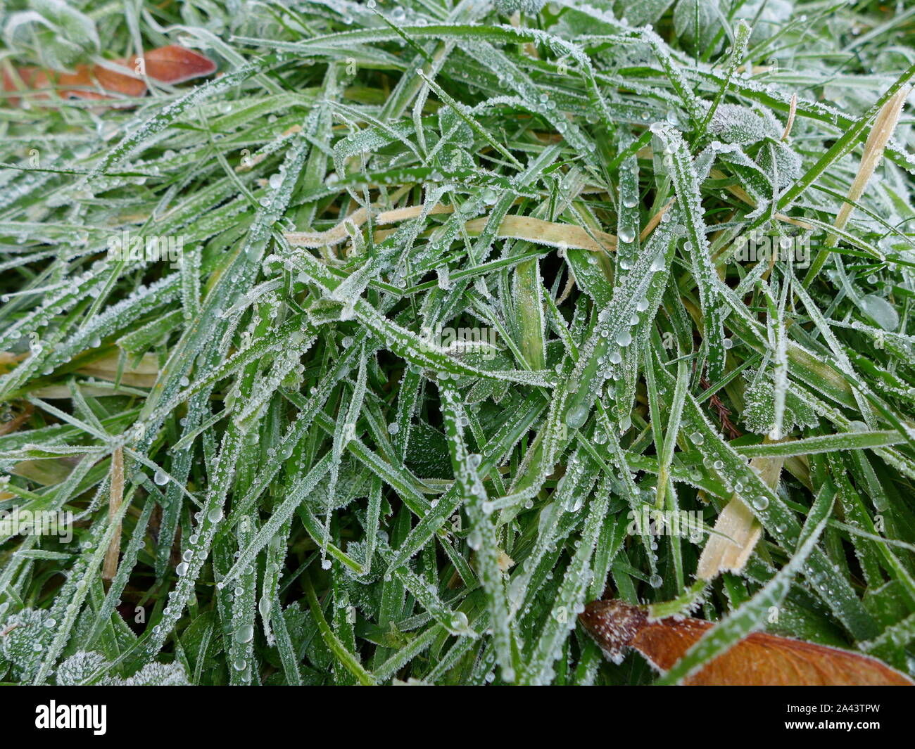 Hoary frost hi-res stock photography and images - Alamy