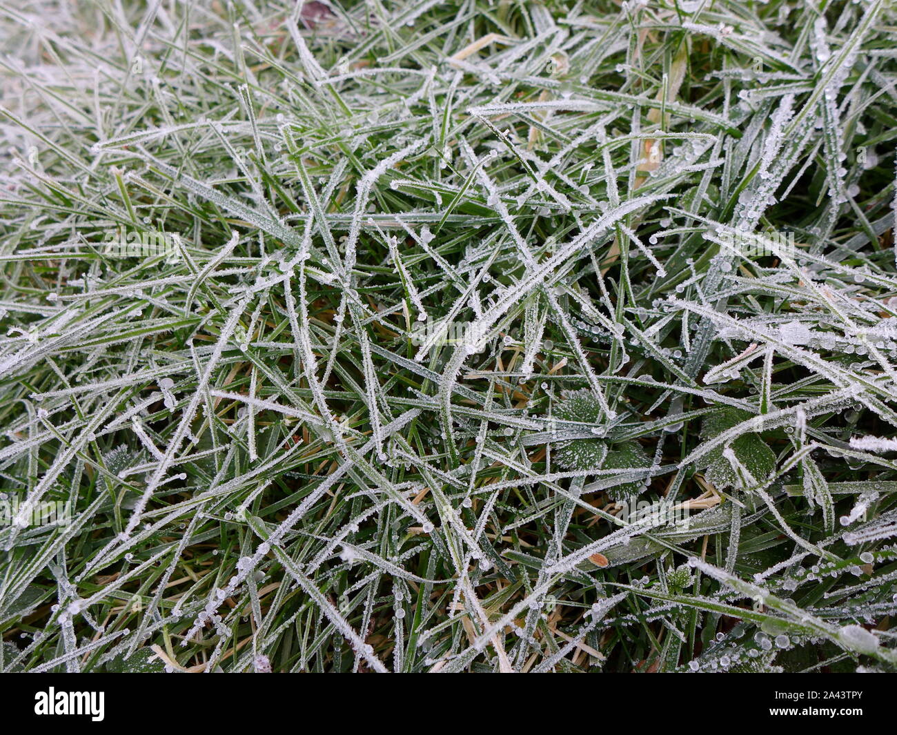 hoary frost on grass Stock Photo - Alamy