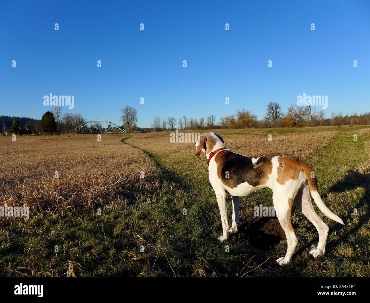 dog choosing a path Stock Photo - Alamy