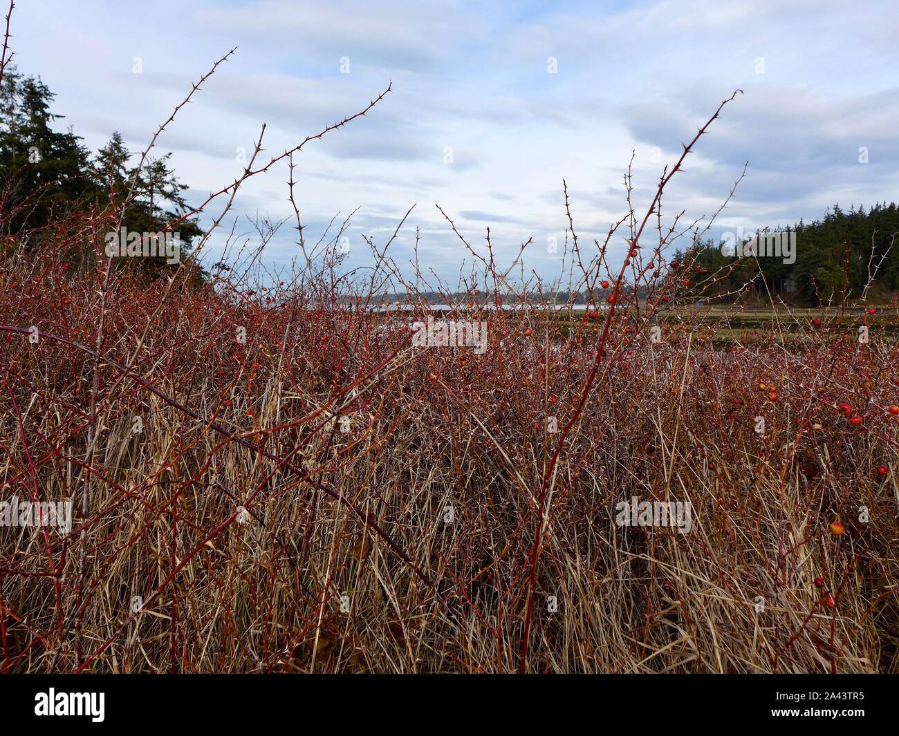Rose stems hi-res stock photography and images - Alamy
