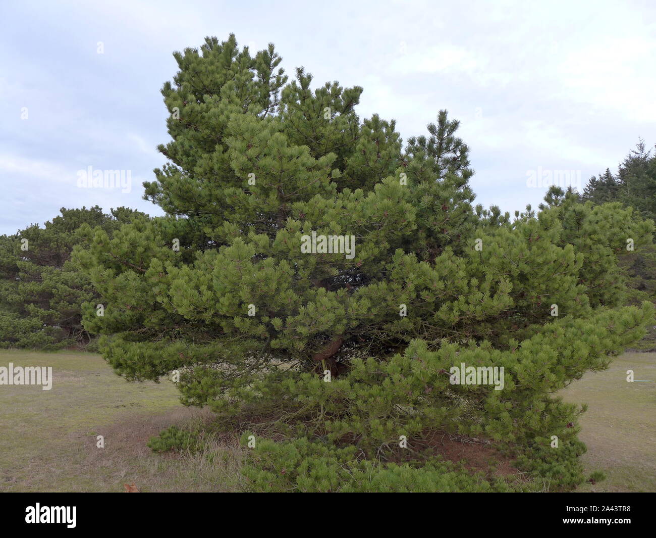 Shore pine pinus contorta contorta hi-res stock photography and images ...