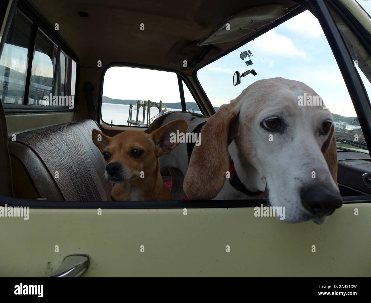 two dogs in truck Stock Photo - Alamy