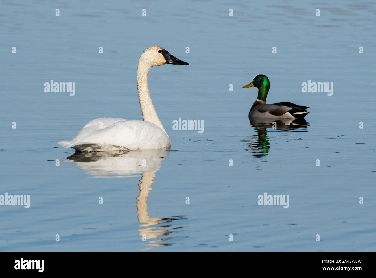 Swan birds hi-res stock photography and images - Alamy