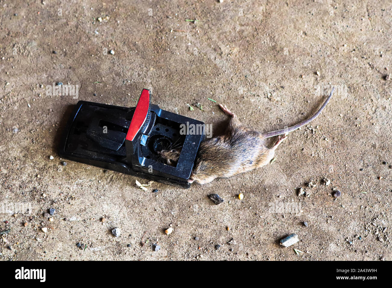 Man caught in mouse trap hi-res stock photography and images - Alamy