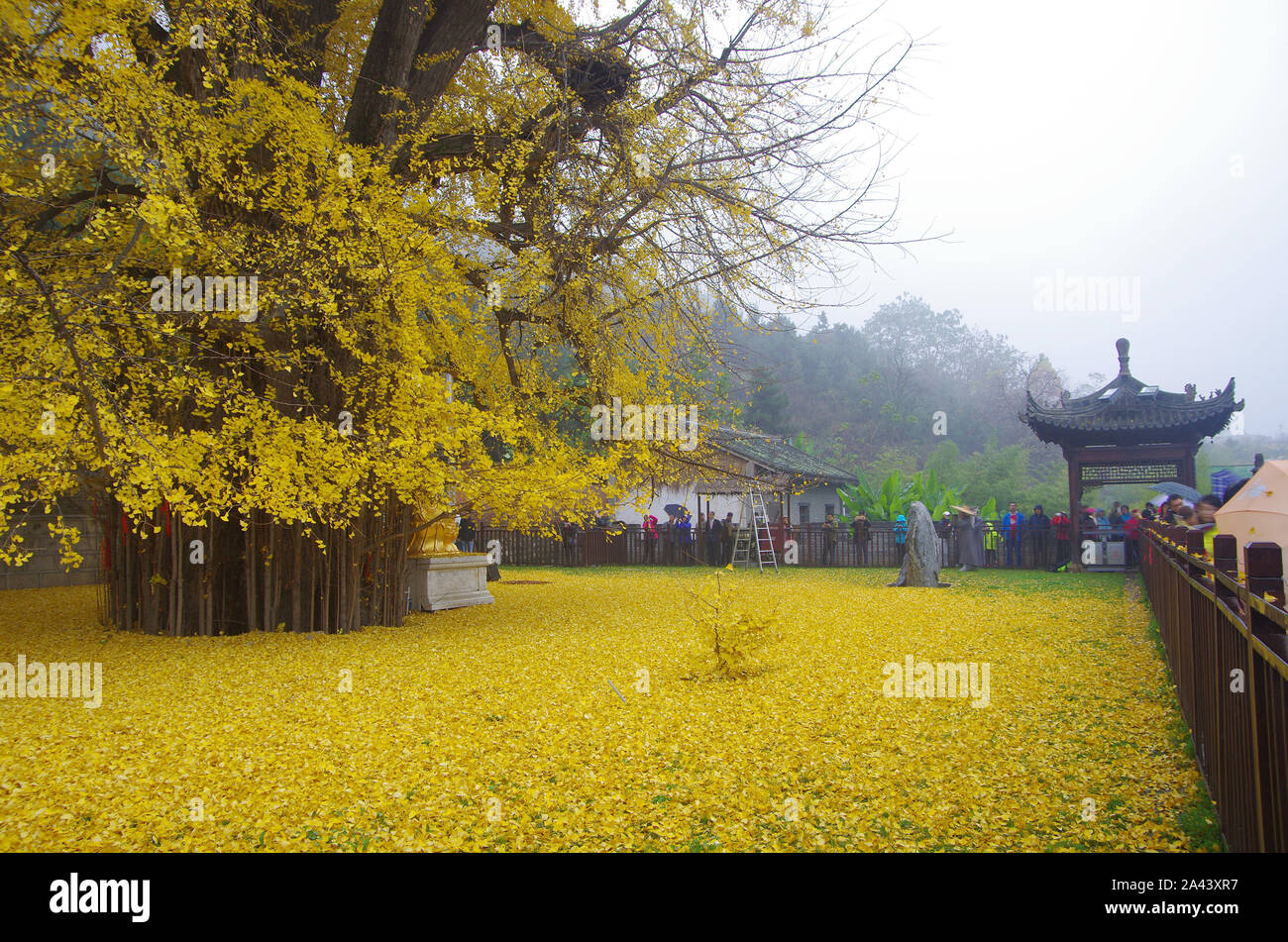 The ground is covered with golden fallen leaves from the ancient ginkgo ...