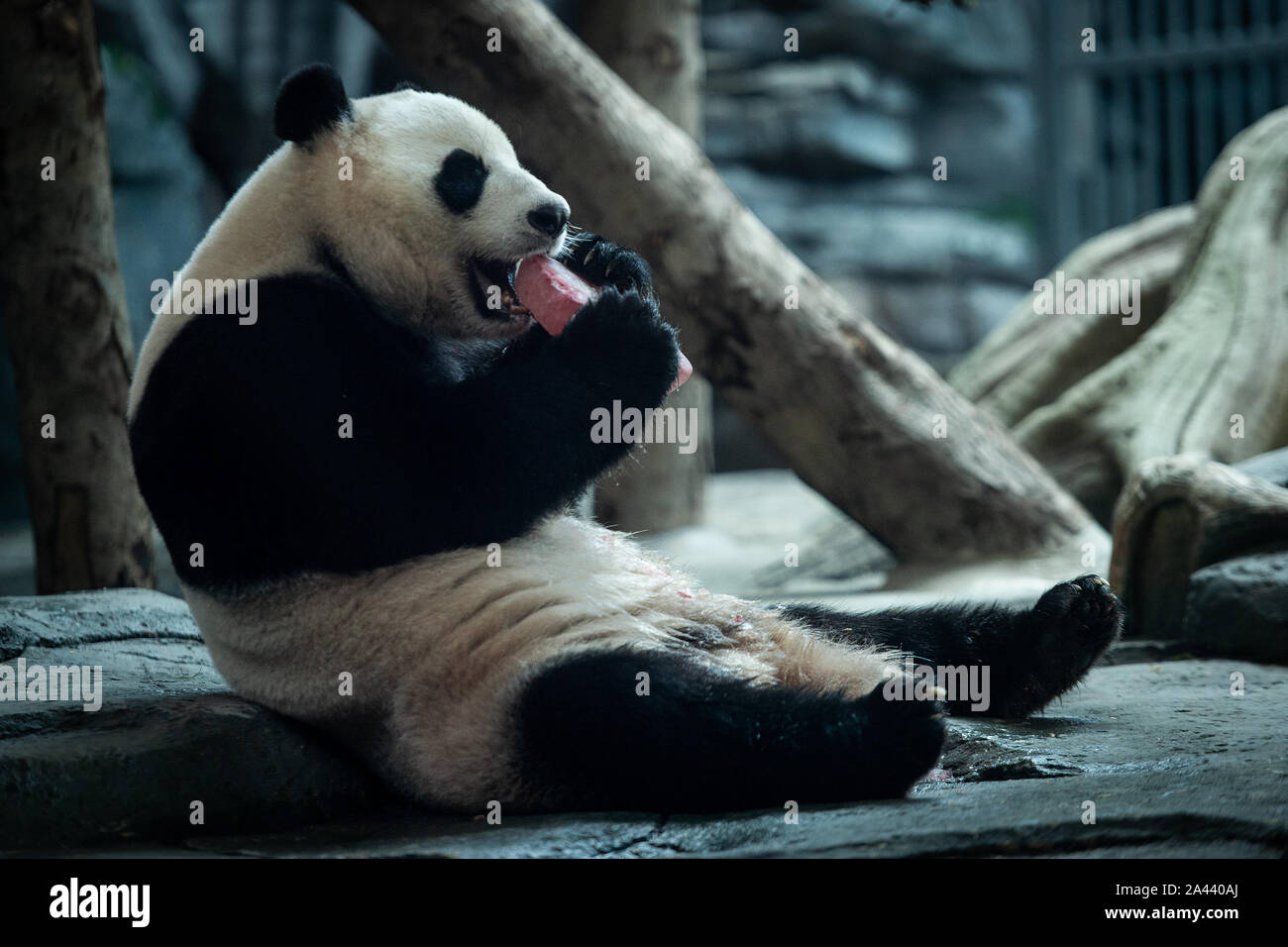 The giant panda Chun Qiao eats a piece of ice block to celebrate its ...