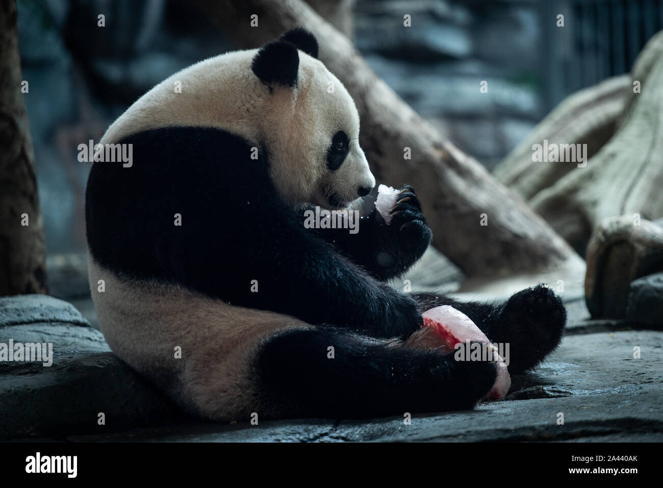 The giant panda Chun Qiao eats a piece of ice block to celebrate its ...