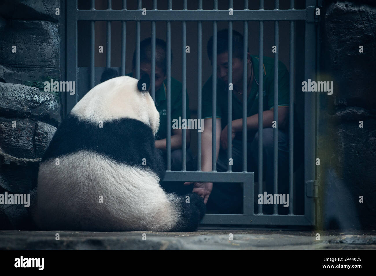 The giant panda Chun Qiao interacts with zoo keepers to celebrate its ...