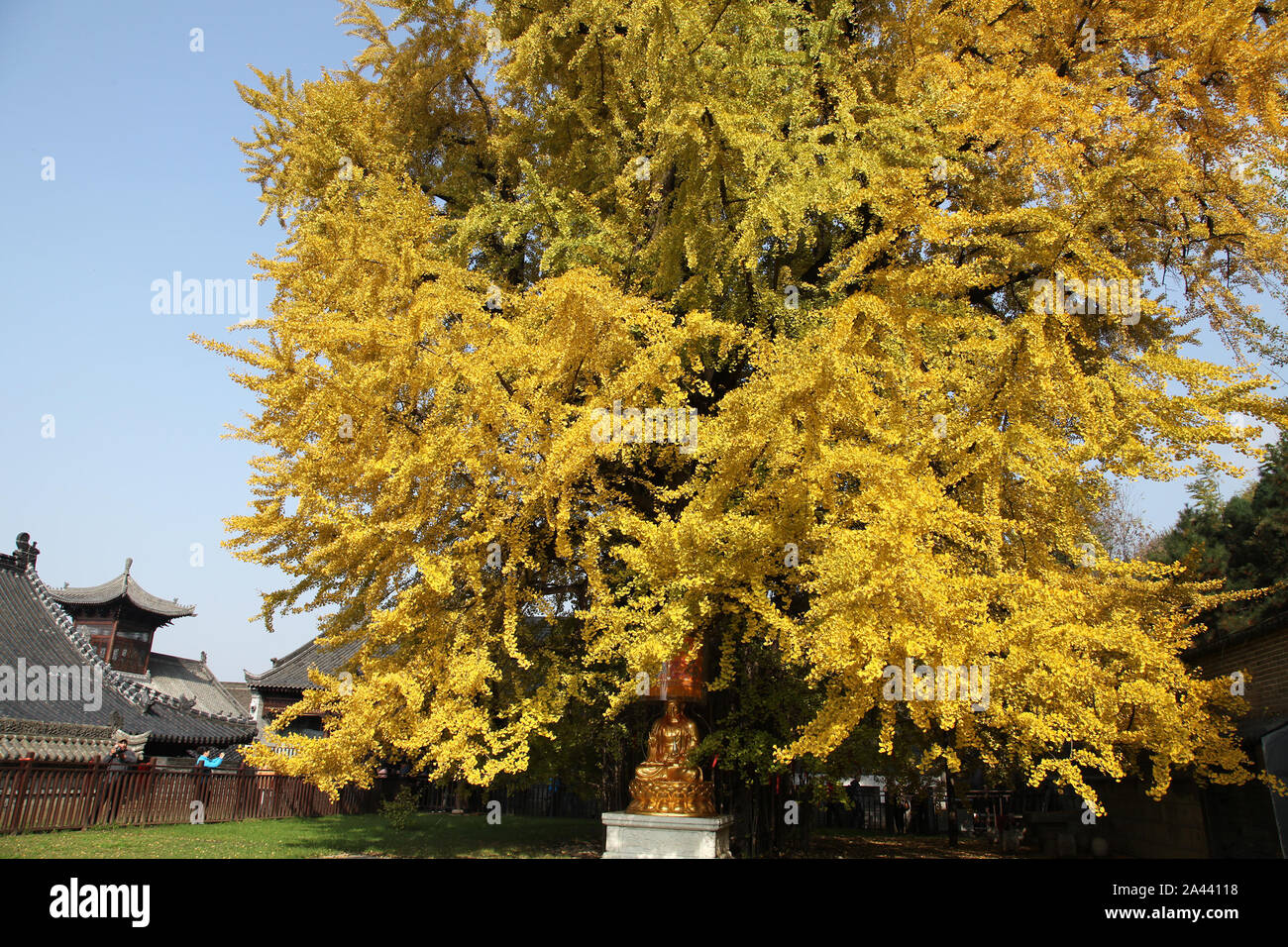 Ginkgo tree zhongnan mountains hi-res stock photography and images - Alamy