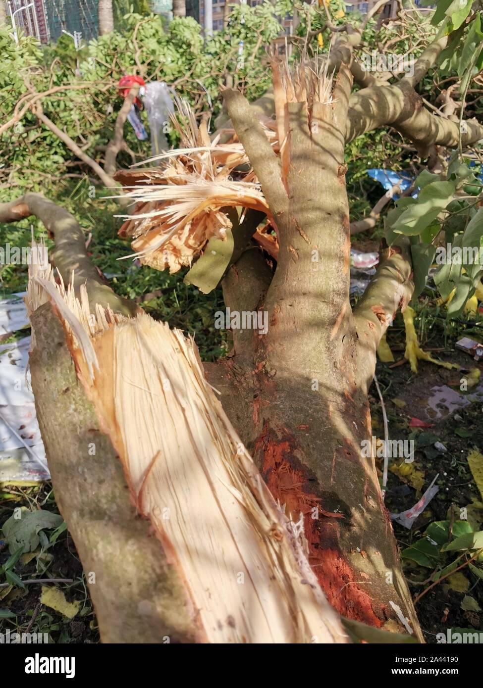 View of fallen trees after tornado hits Danzhou cityy, south China's ...