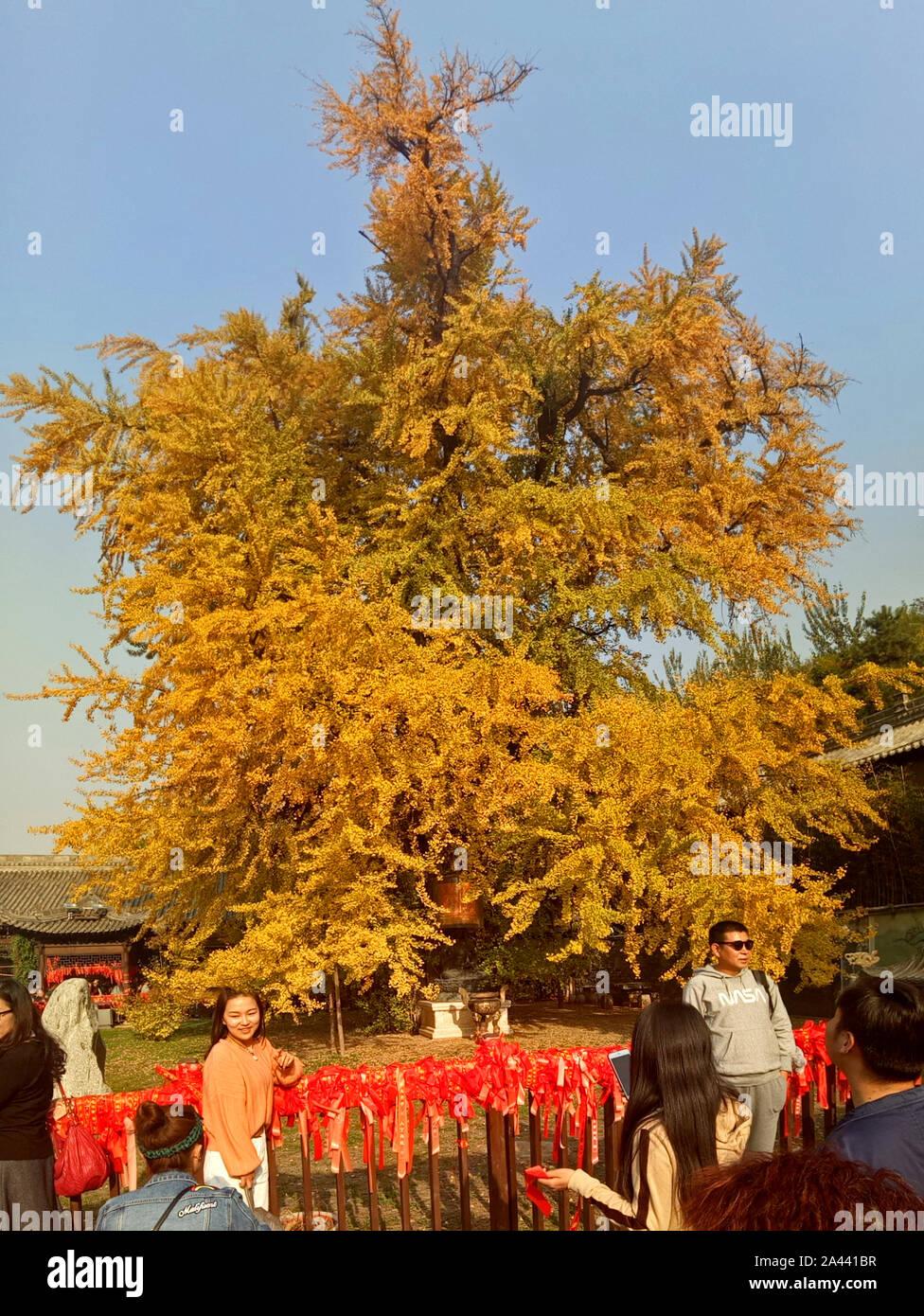 Tourists view the ancient ginko tree with golden leaves at the Ancient ...
