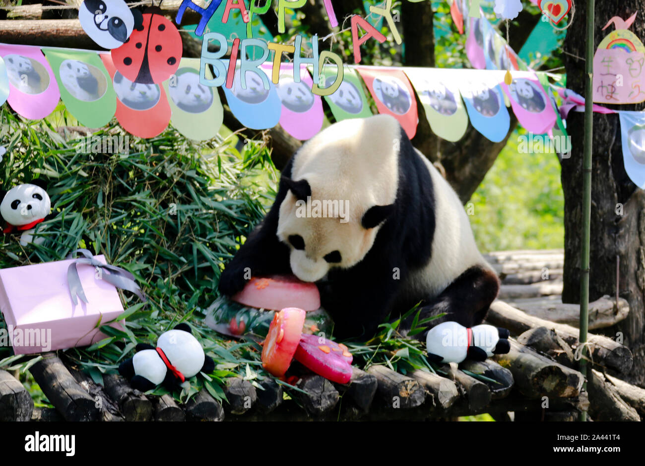 The giant panda Tao Tao eats birthday cake-shaped fodder to celebrate ...