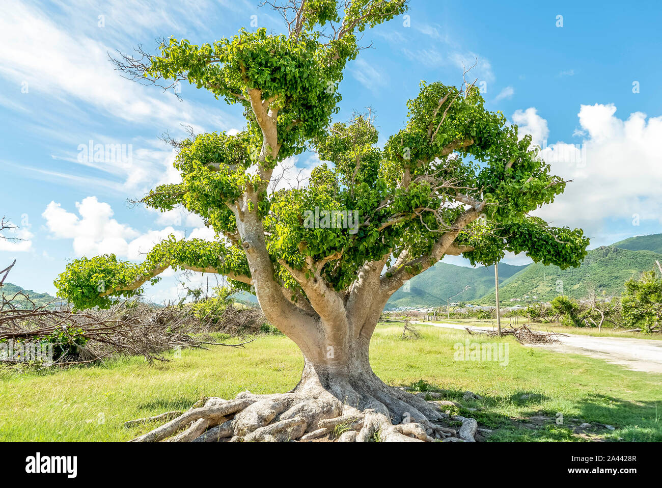 Beautiful green tree standing in the middle of the beach Stock Photo ...
