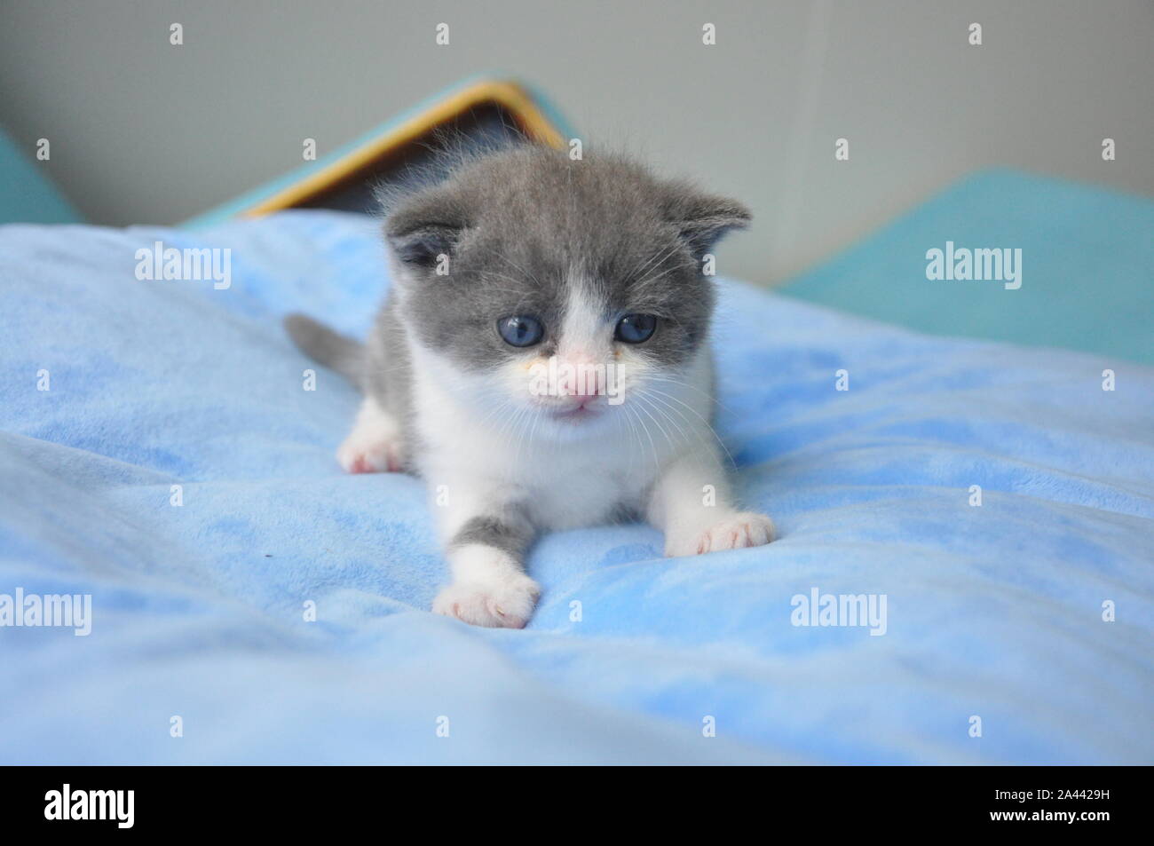 Cat clone hi-res stock photography and images - Alamy