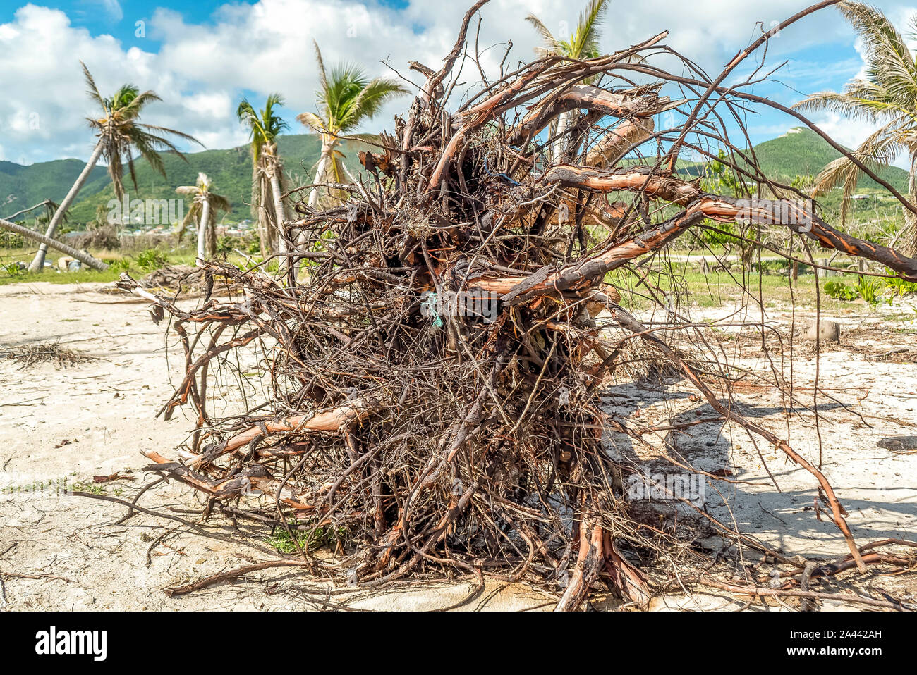 Aftermath of hurricane maria hi-res stock photography and images - Alamy