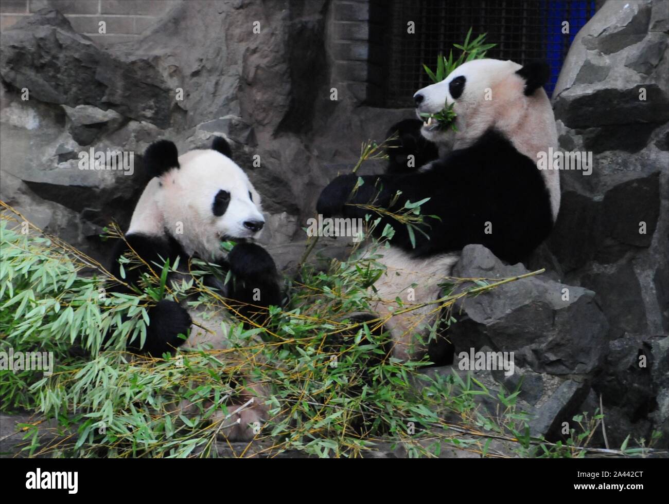 Giant panda brothers, Chengjiu and Shuanghao, eat bamboo and take a ...