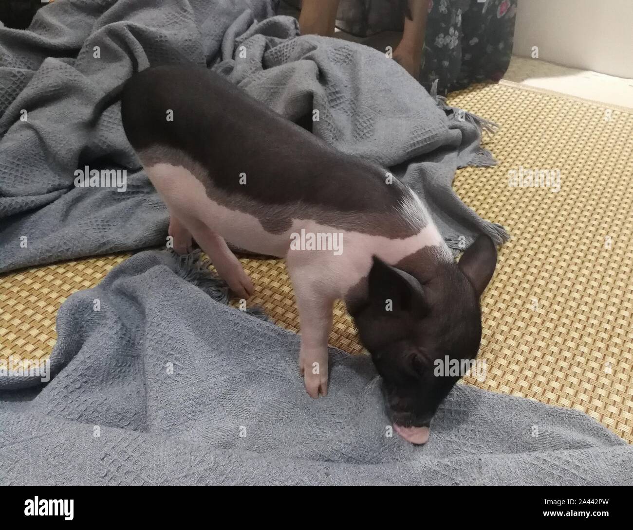 Customers enjoy themselves as they play with piglets at a cafe in ...