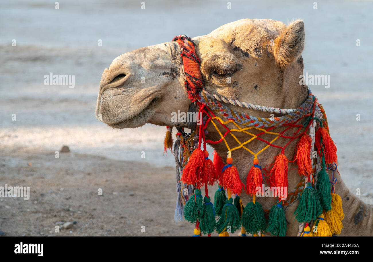Close Up View of Camel With Colorful Ropes Around the Neck Stock Photo ...