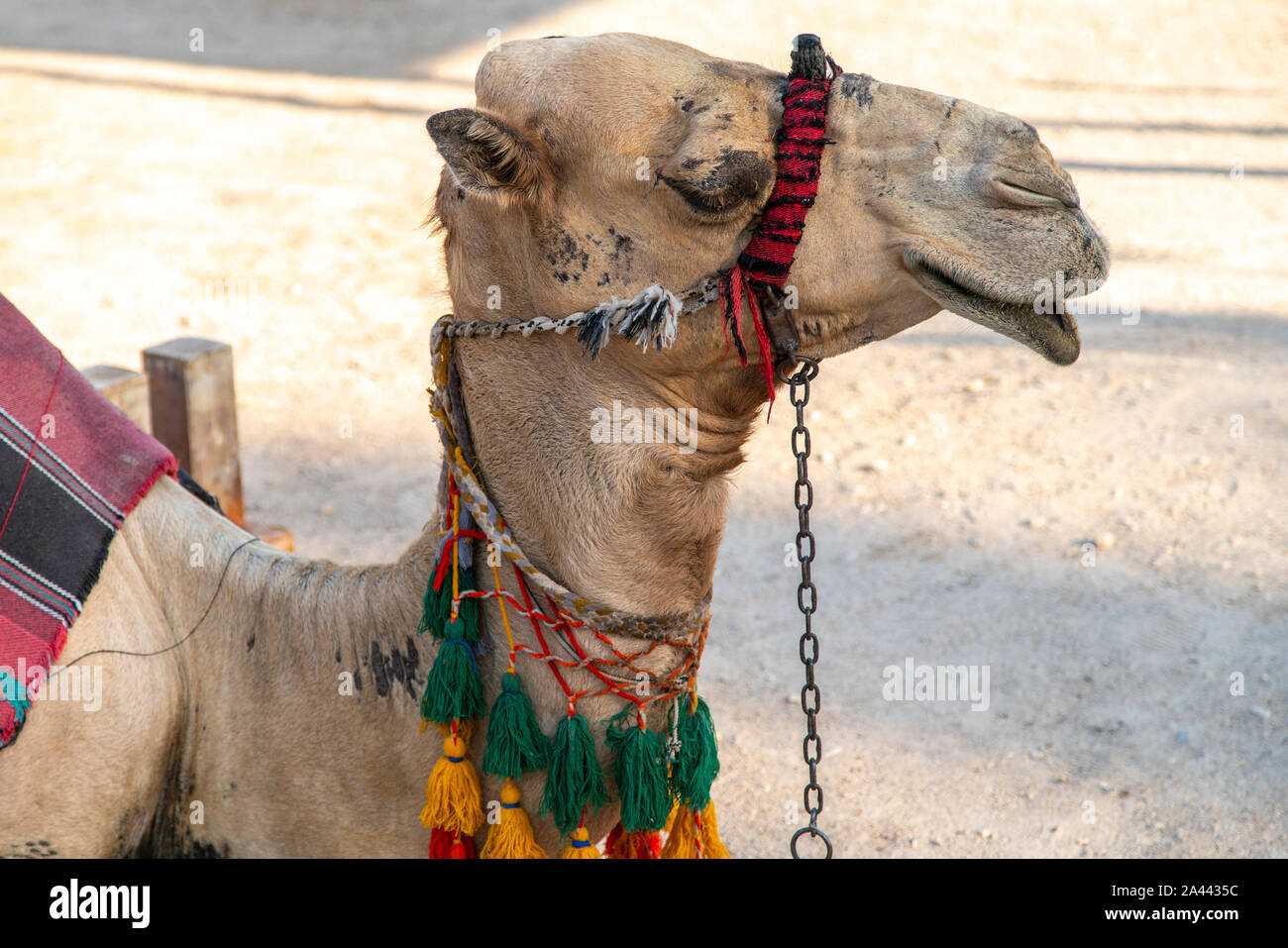 View of a Camel's Head With Rope and Chain Around the Mouth Stock Photo ...