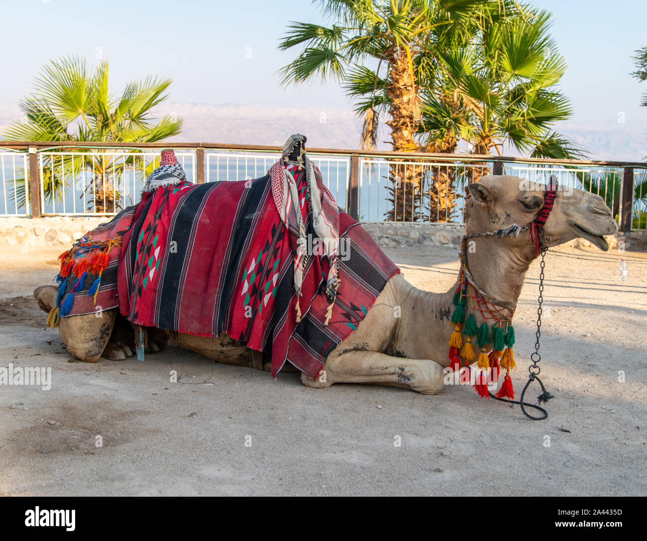 View of Calm Camel on the Dressed Dressed with Colorful Cloth Stock ...