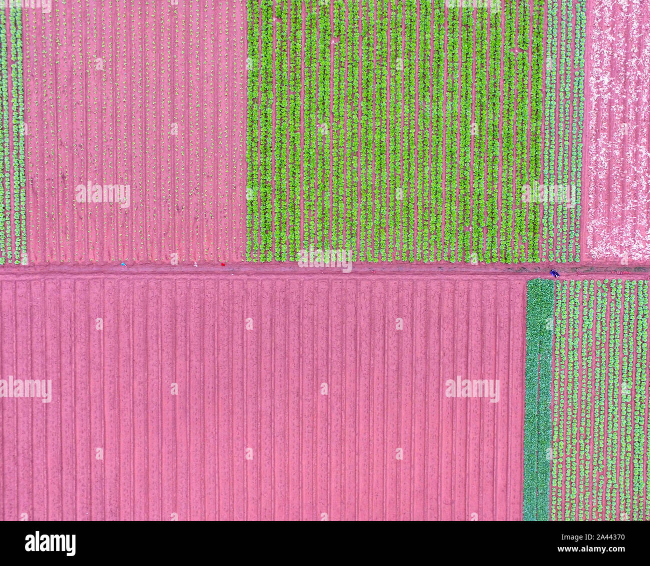 Aerial view of the colorful fields being poured by rains caused by ...