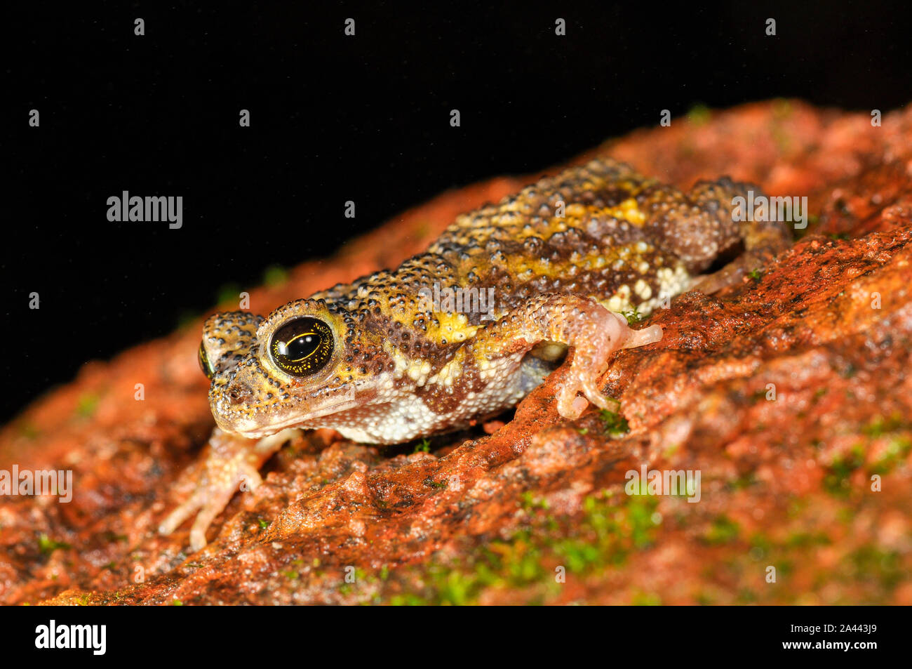 Endemic western ghats of maharashtra hi-res stock photography and ...