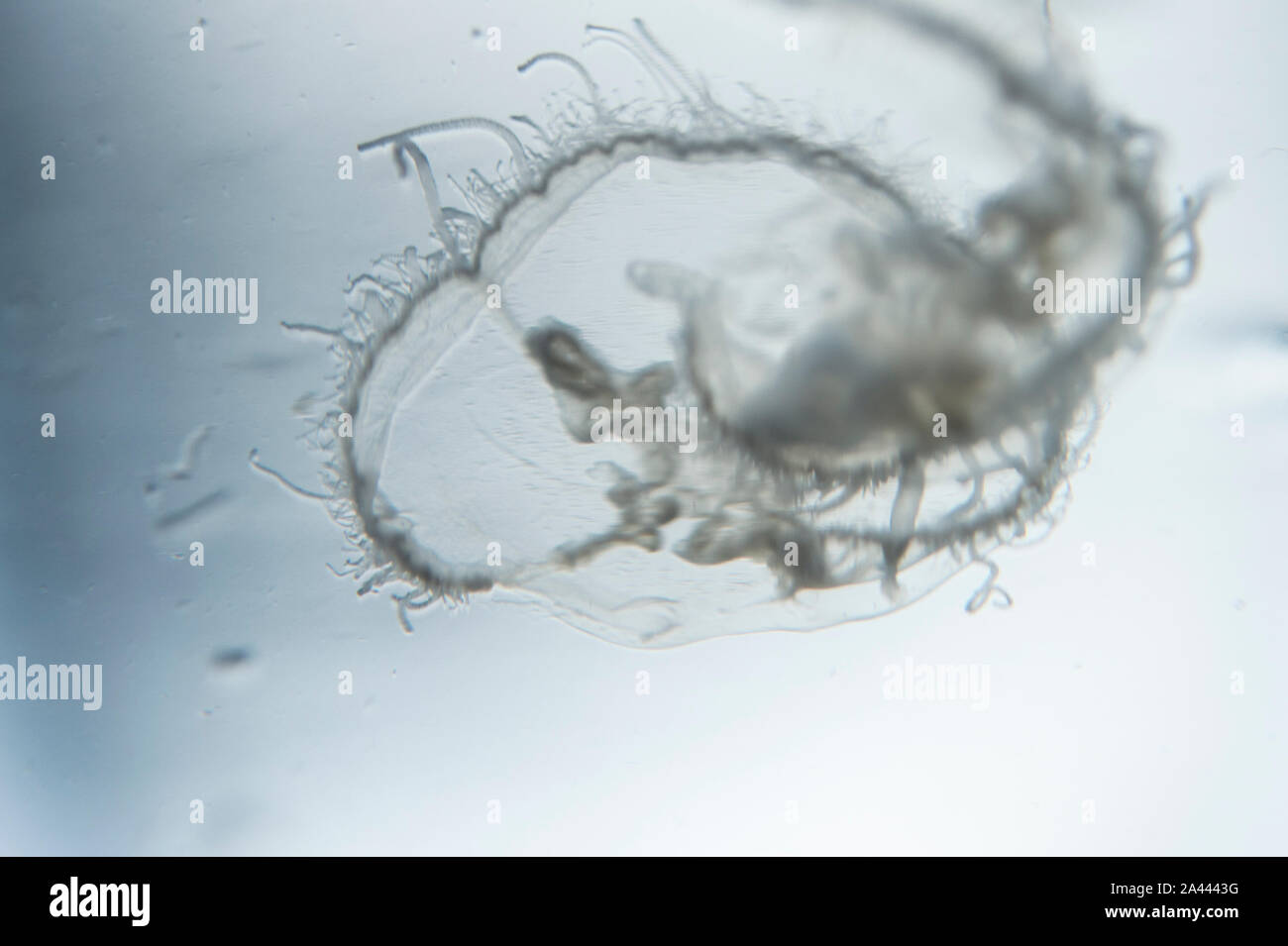 The Craspedacusta sowerbi, freshwater jellyfish in the phylum Cnidaria ...