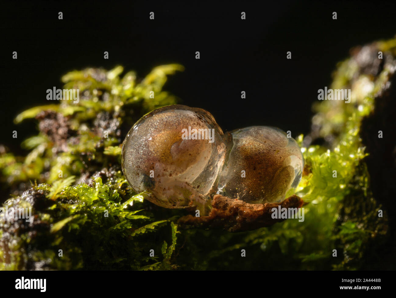 High altitude frogs hi-res stock photography and images - Alamy