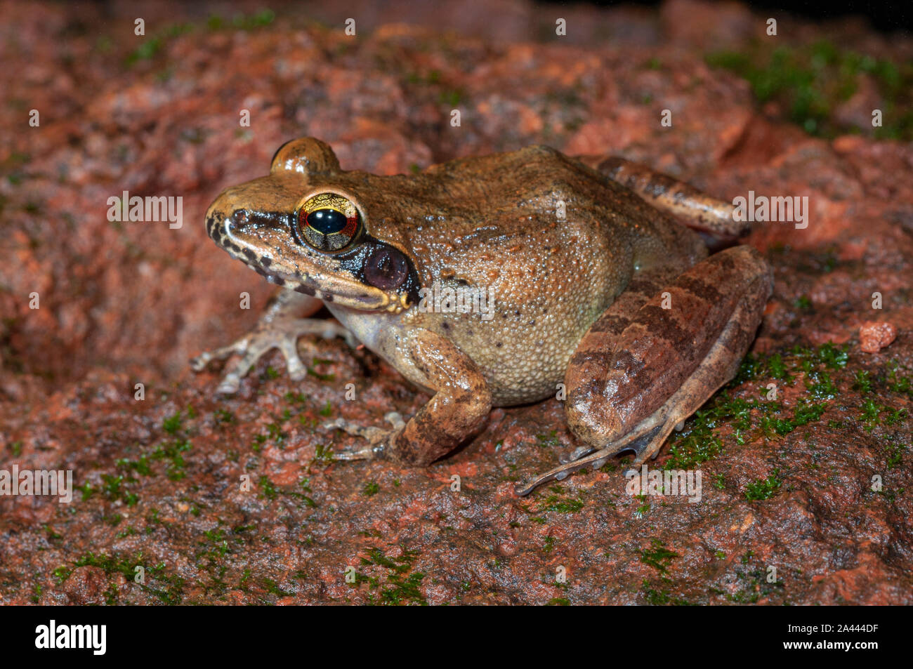 Indirana Frog seen at Amboli,Maharashtra,India Stock Photo - Alamy