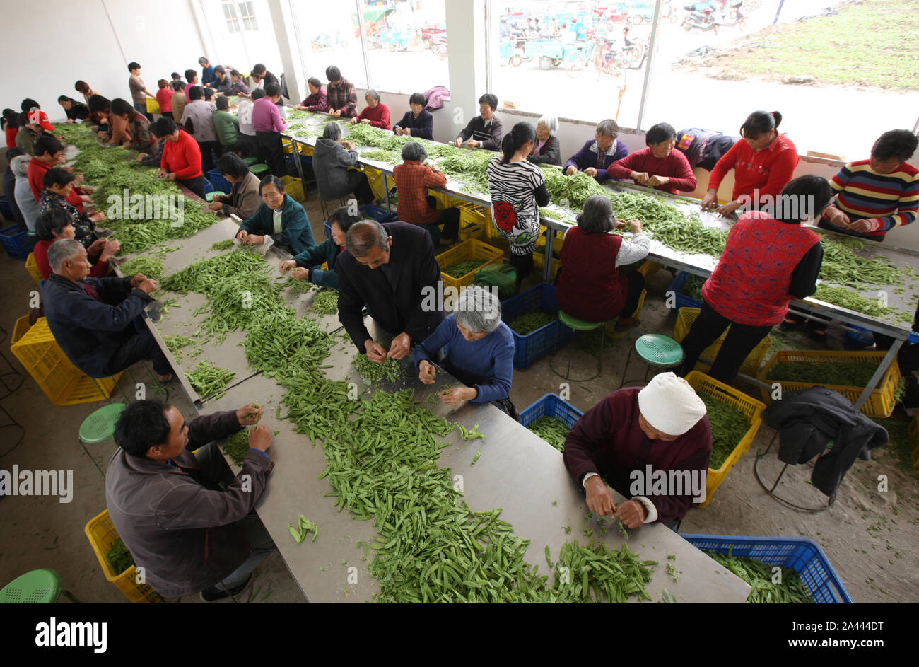 Chinese villagers process fresh green pea to be exported at a vegetable ...