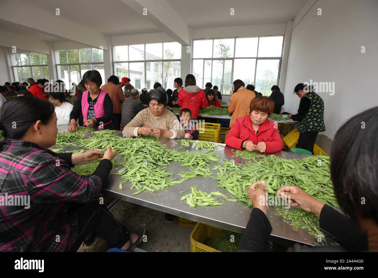 Chinese villagers process fresh green pea to be exported at a vegetable ...