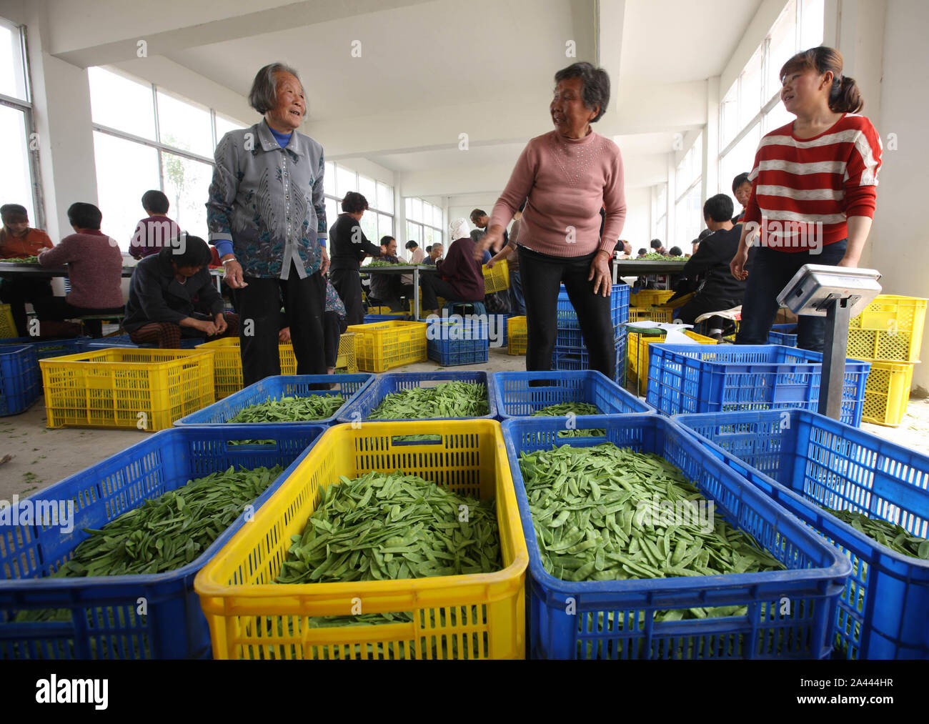 Chinese villagers process fresh green pea to be exported at a vegetable ...