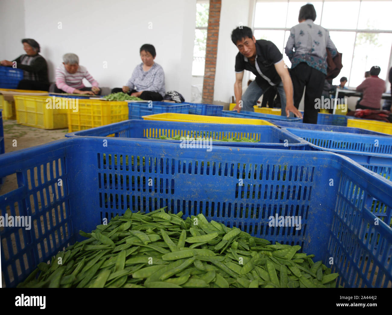 Chinese villagers process fresh green pea to be exported at a vegetable ...