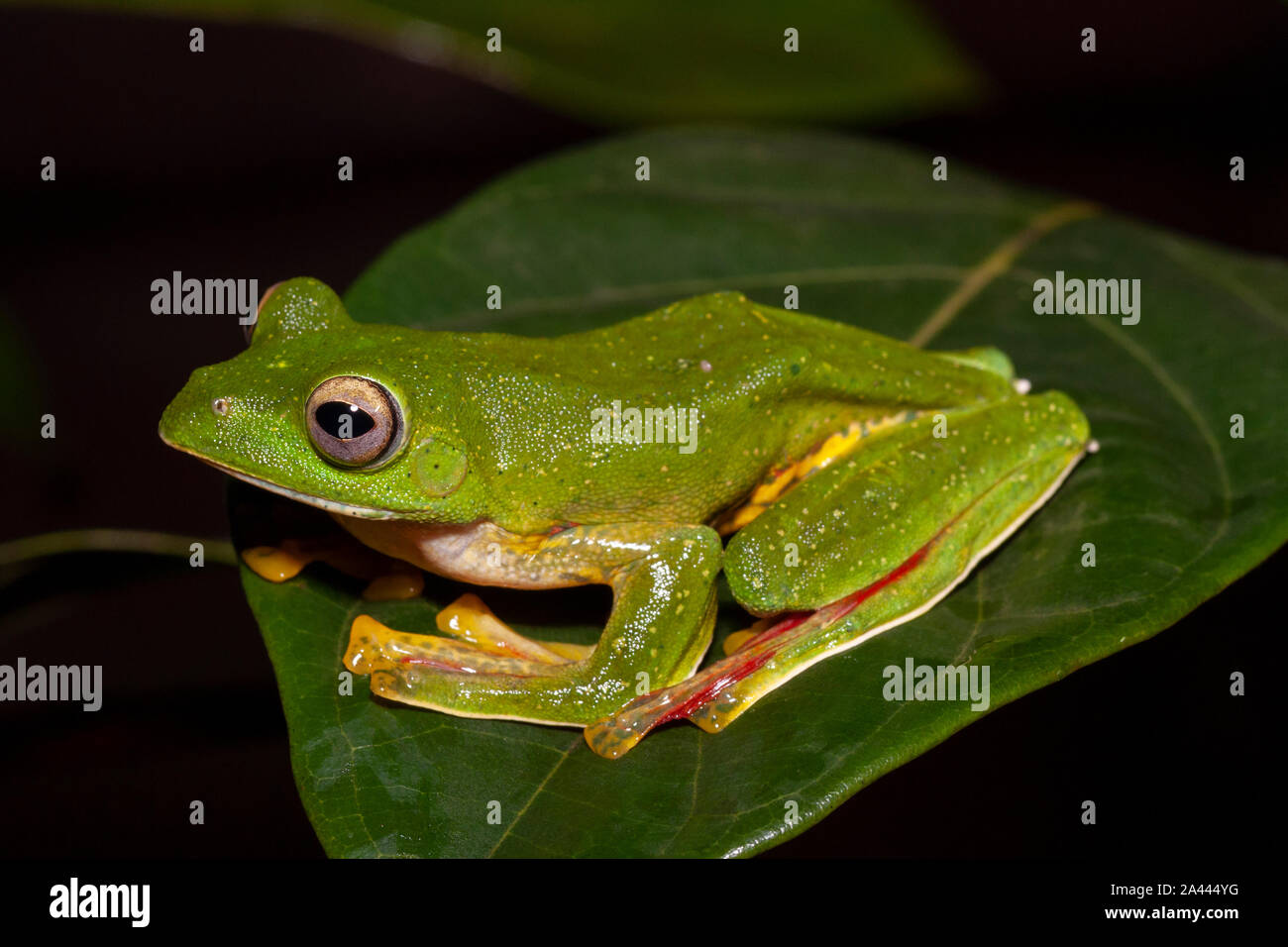 Malabar gliding frogs hi-res stock photography and images - Alamy