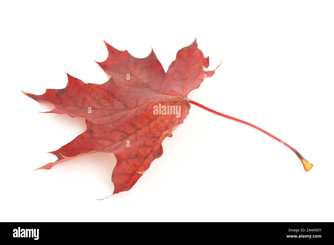 Colorful dry damaged autumn maple leaf isolated on white background ...