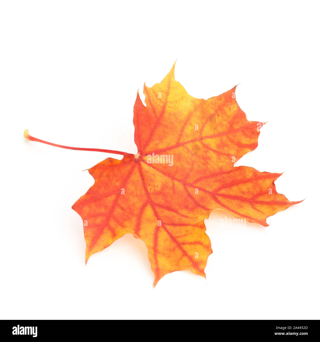 Colorful dry autumn maple leaf isolated on white background. Side view ...