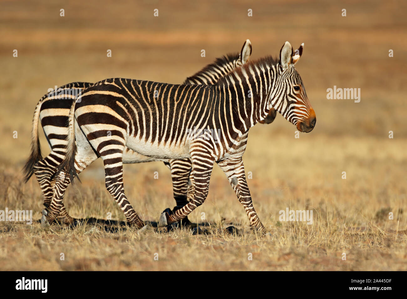 Cape mountain zebras (Equus zebra) in natural habitat, Mountain Zebra ...