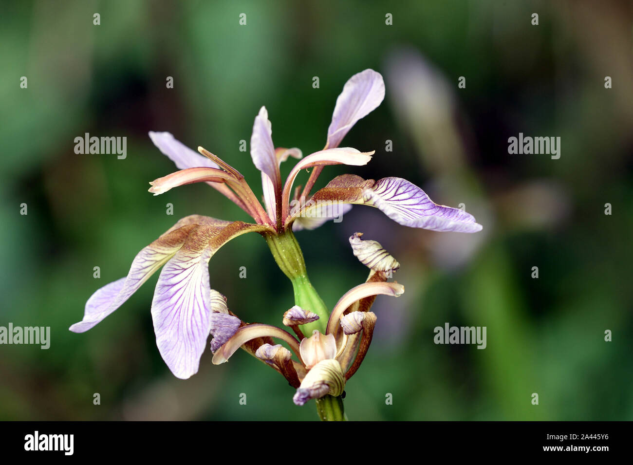 Stinking Iris (Iris foetidissima) Green Down Near Charlton Mackrell ...