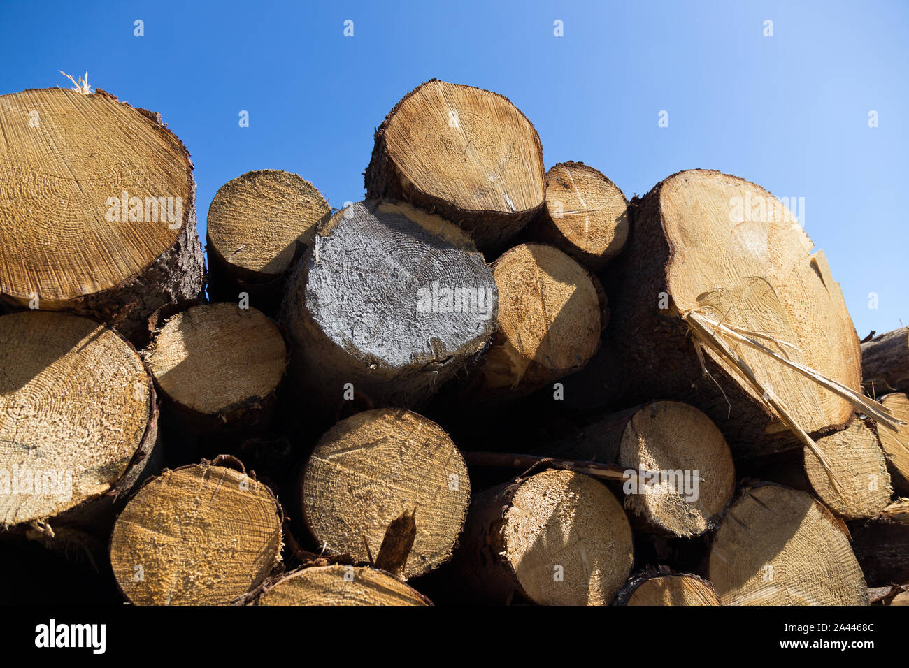 wood harvesting - pile of logs in the forest Stock Photo - Alamy