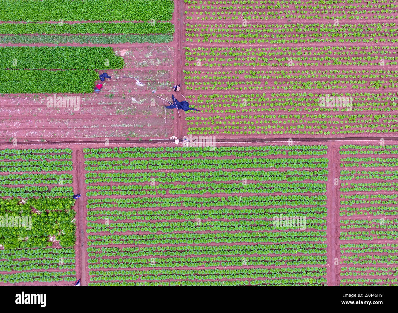 Aerial view of the colorful fields being poured by rains caused by ...