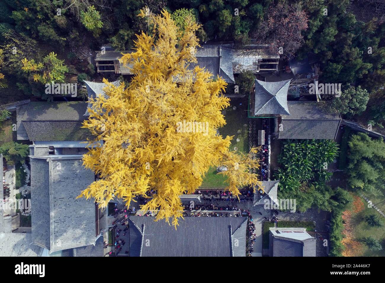 An aerial view of the ancient ginkgo tree with golden leaves at the ...