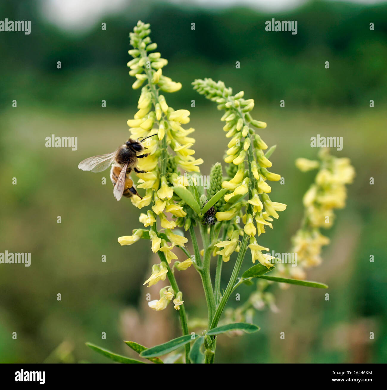 Equator flowers hi-res stock photography and images - Alamy