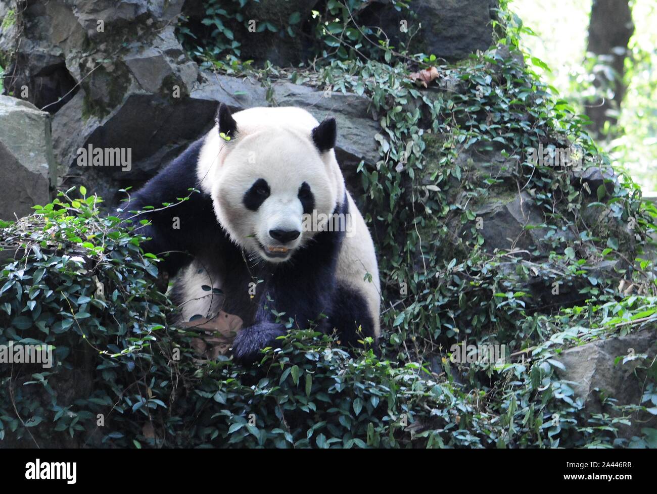 Giant panda brothers Chengjiu and Shuanghao are pictured before a ...