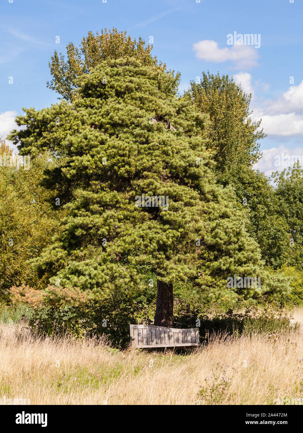 Wittenham clumps hi-res stock photography and images - Alamy