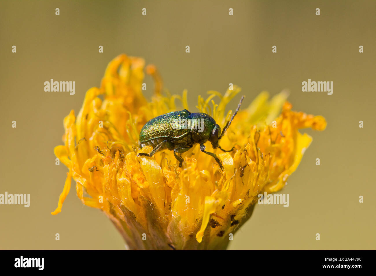 Leaf beetle (Cryptocephalus aureolus Stock Photo - Alamy