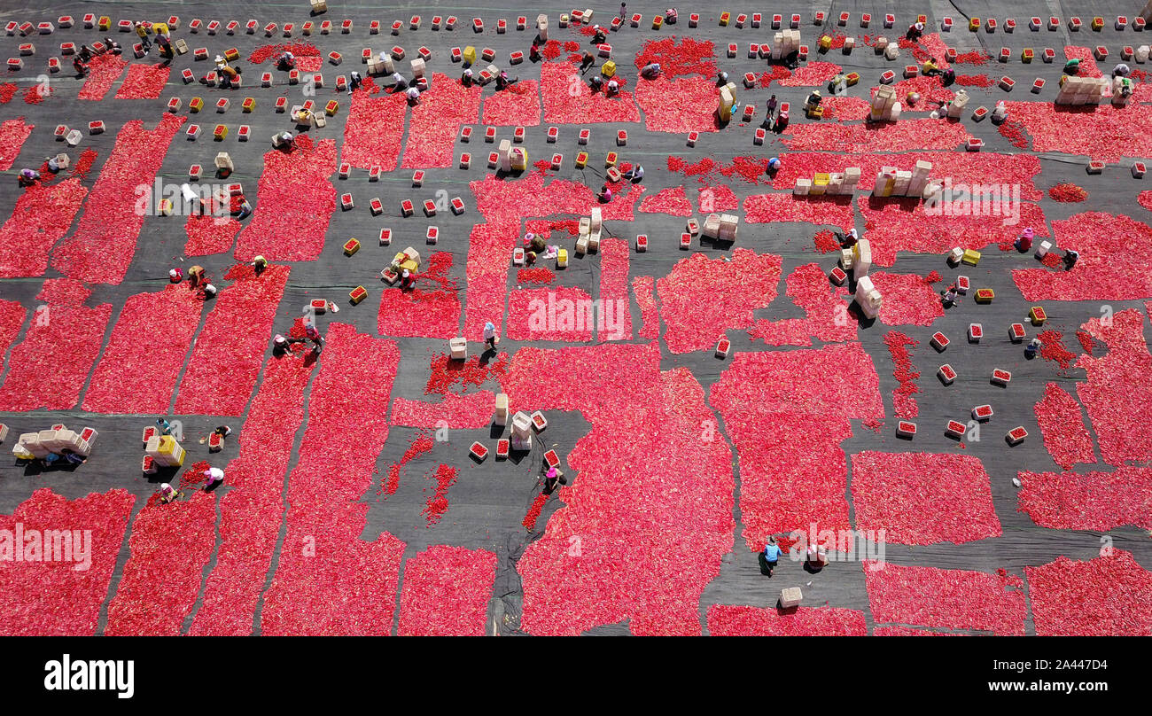 Tomatoes are put under sunshine for drying in Barunhaermodun town ...