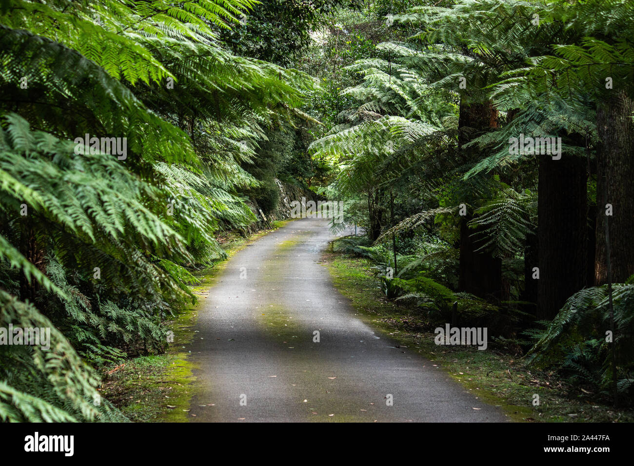 Trees overhanging road hi-res stock photography and images - Alamy