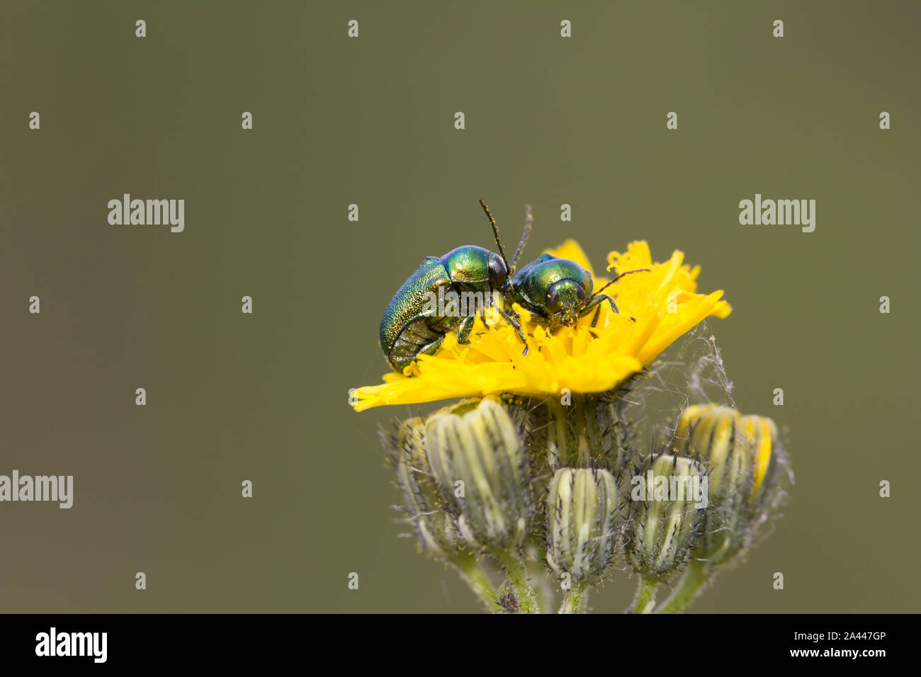 Leaf beetle (Cryptocephalus aureolus Stock Photo - Alamy
